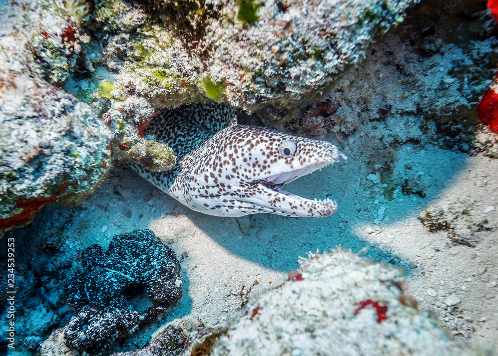 Fotka „Maldives. Leopard moray eels/Maldives. Leopard moray eels ...