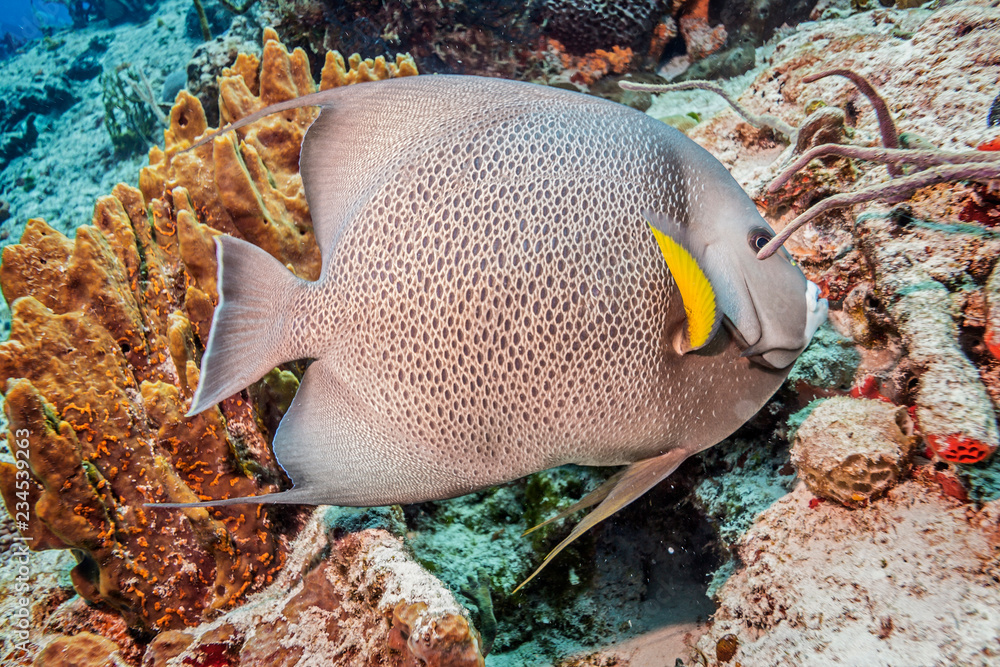 Maldives. Fish Gray Angelfish/Maldives. Fish Gray Angelfish on the ...