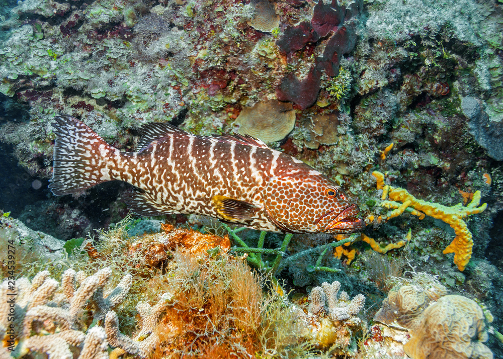 Tiger Grouper