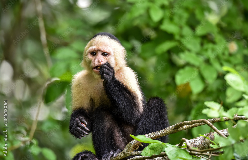 White-headed capuchin (Cebus capucinus). Medium sized monkey of the ...