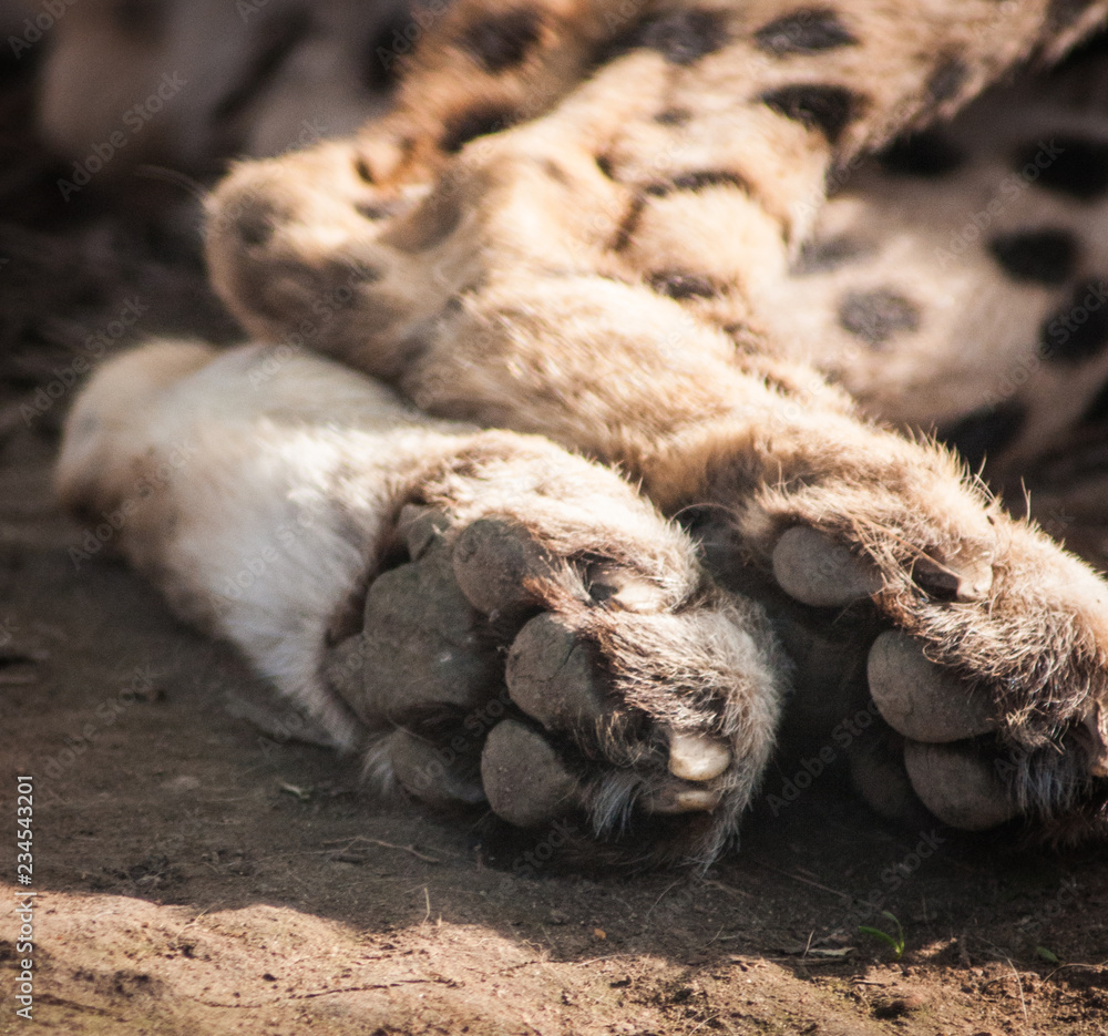Cheetah Claws