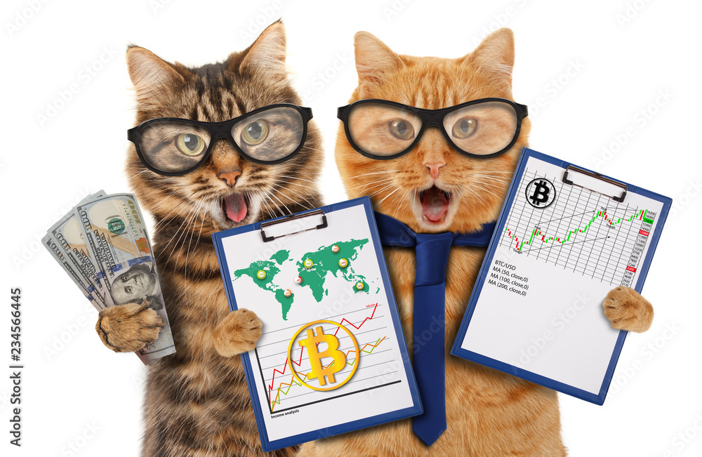 Funny cats with financial charts. Successful Trader. Stock Market Graph ...