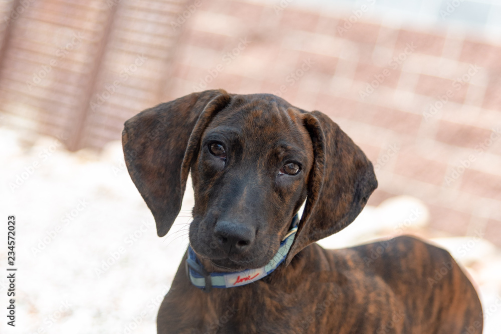 Foto de Cute and Friendly Rescue Plott Hound Puppy Wants to Be Adopted ...