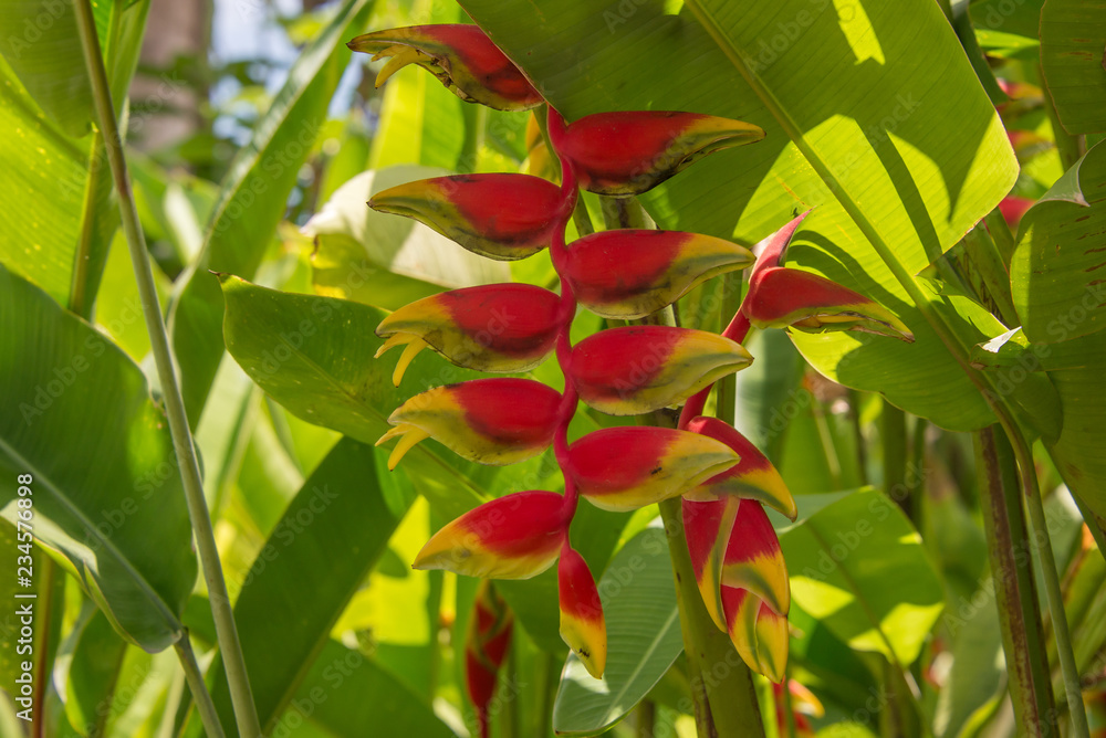 flor de la planta de caco en arbol natural Stock Photo | Adobe Stock
