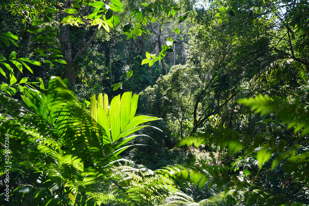 Lush tropical jungle rainforest scene with palms, ferns, tropical ...