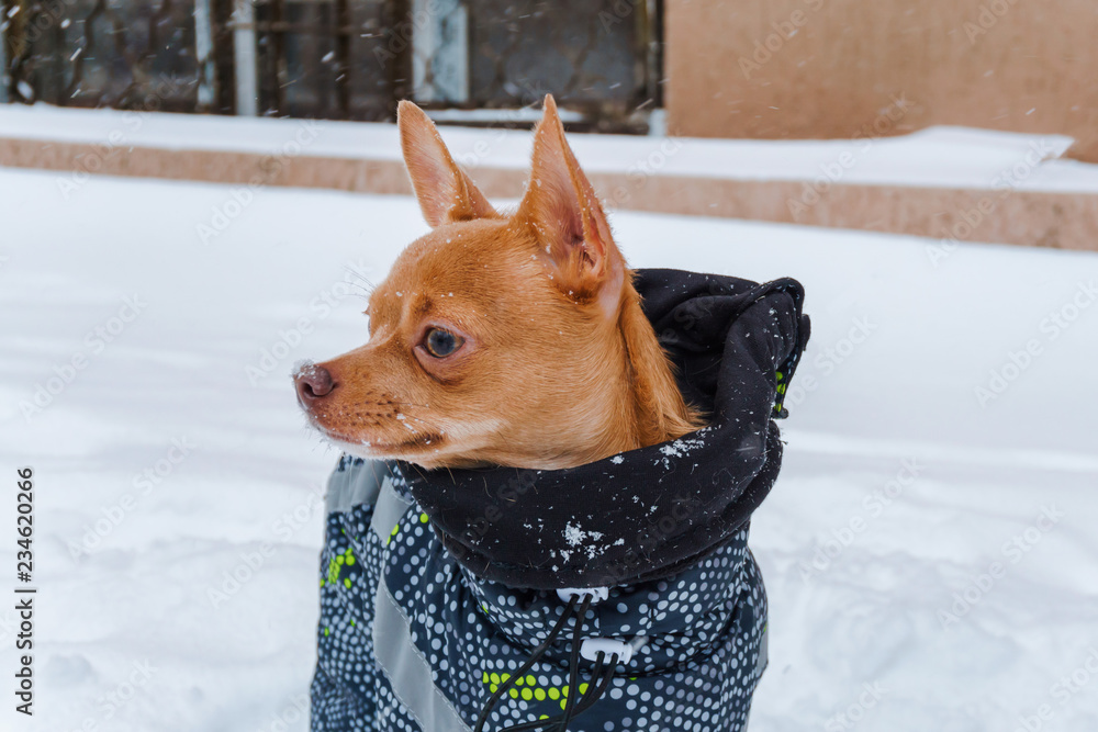 How Can I Keep My Chihuahua Warm