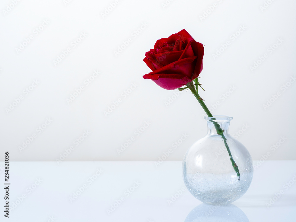 Single red rose in a glass vase on white Stock Photo | Adobe Stock