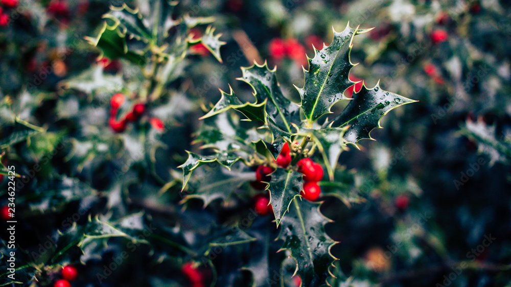 Mistletoe Plant With Red Berries