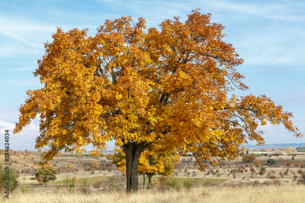 Sorbus domestica. Serbal común en otoño. Stock Photo | Adobe Stock