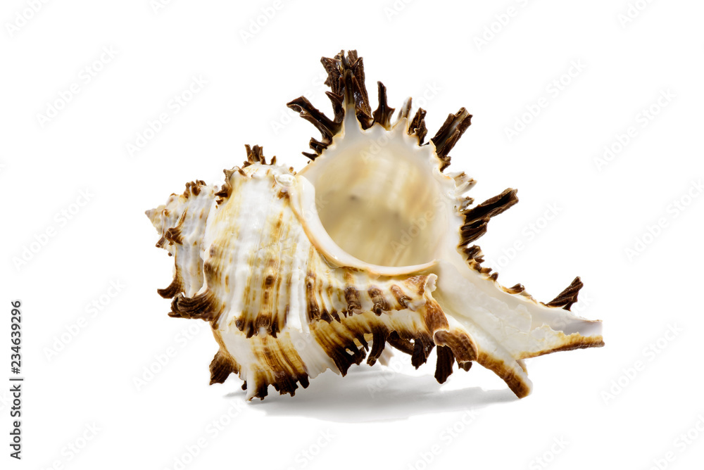 Seashell Chicoreus ramosus, common name the ramose murex or branched ...