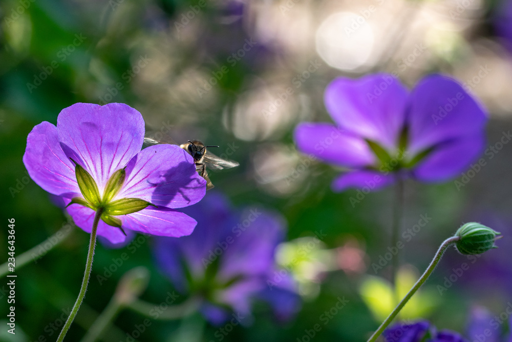 Honeybee flying away from a purple geranium Rozanne (Gerwat) also known ...