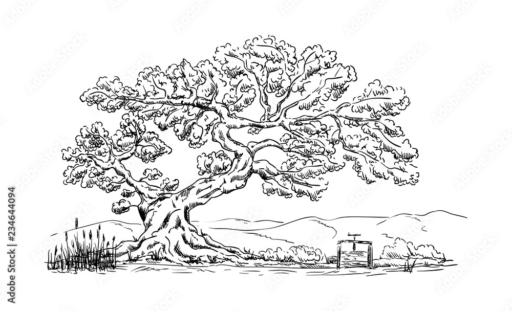 Big Old Tree Drawing