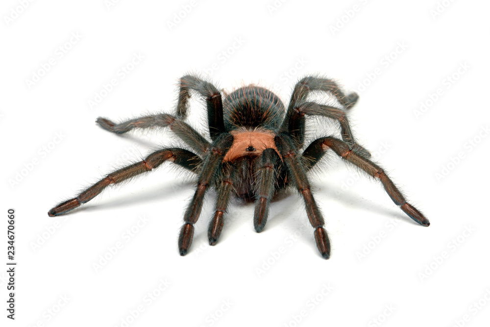 Mexikanische Vogelspinne (Brachypelma albiceps) - Mexican golden red ...