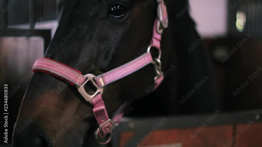 Vídeo do Stock: Portrait beautiful horse in the farm portrait mammal ...