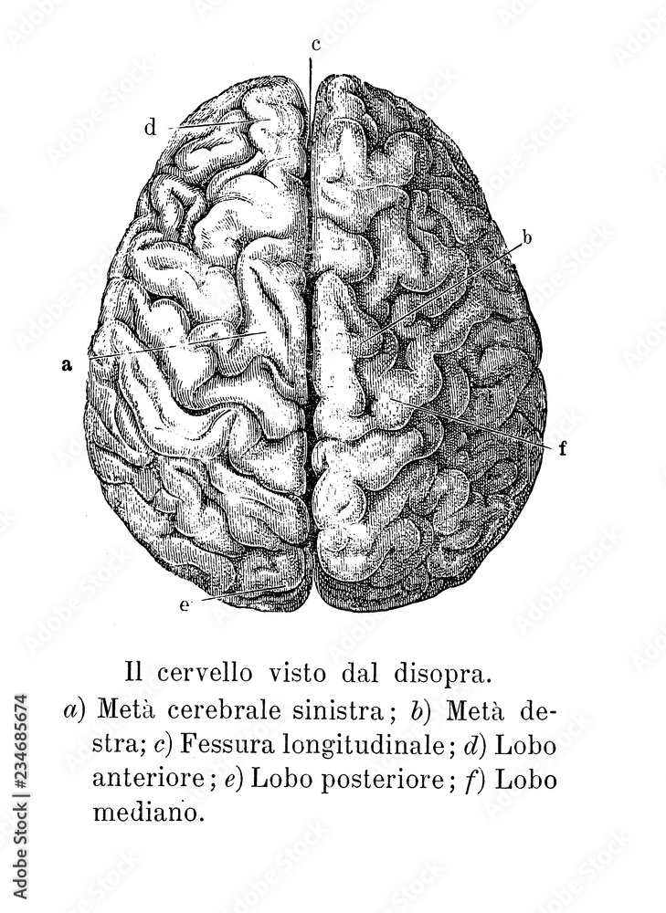 Vintage illustration of anatomy, brain upper view with anatomical ...