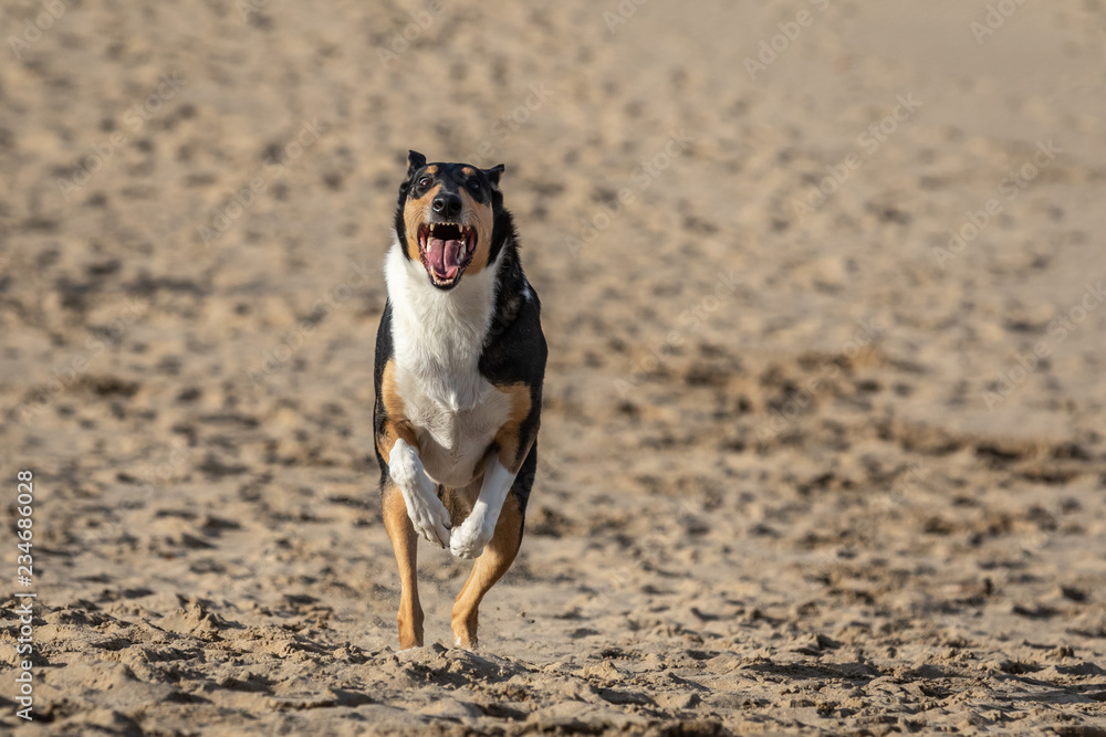 Poster dog running – Wall Art | UkPosters