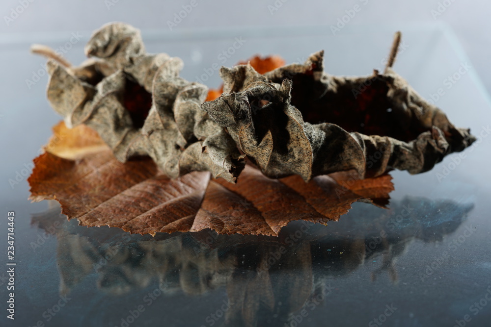 The decomposition of the foliage begins when the leaves are on the ...