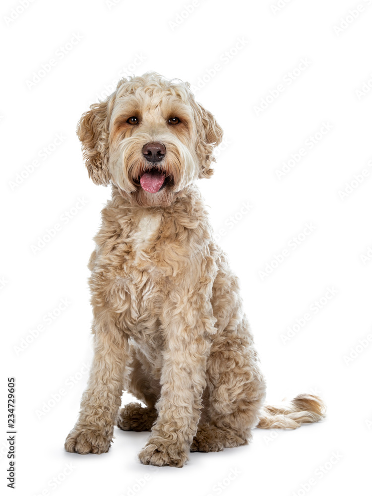 Sweet female adult golden Labradoodle dog sitting with open mouth and ...