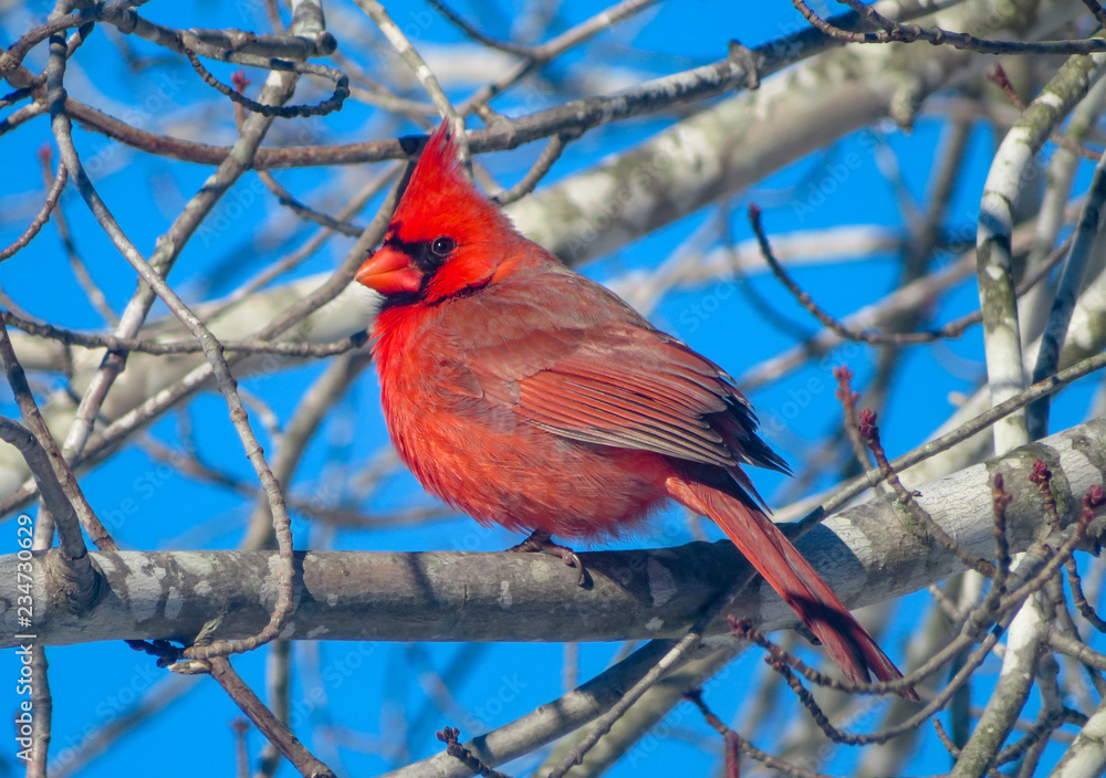 northern cardinal on a branch Stock Photo | Adobe Stock