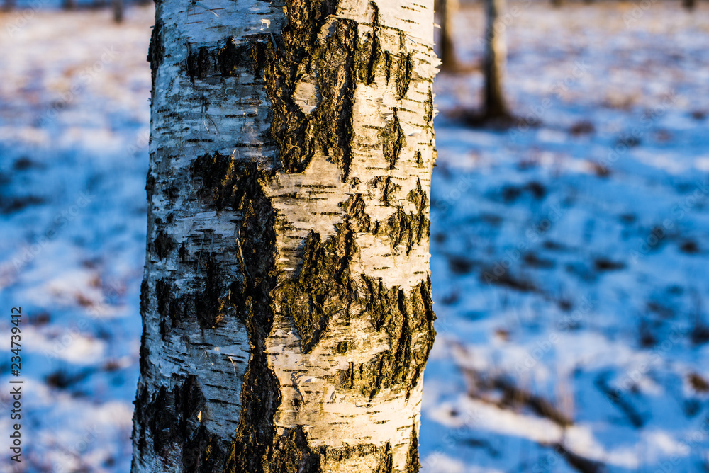 Birch Trees Close Up