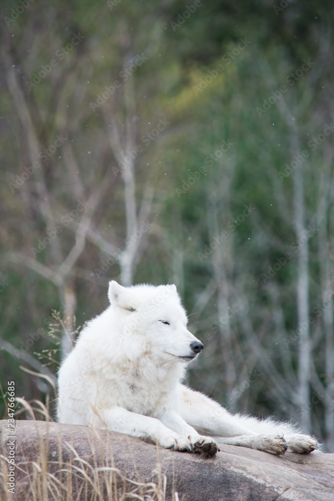 Arctic wolf lying on a rock with its eyes closed in light snowfall ...