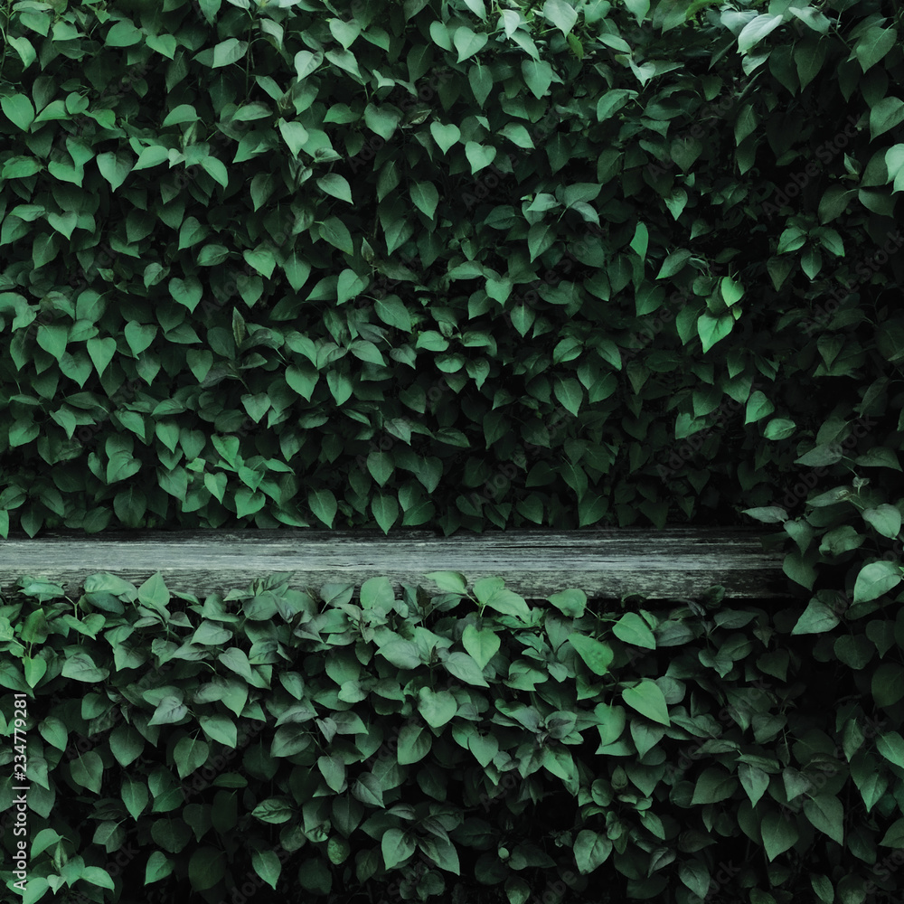 Syringa vulgaris common lilac plants green leaf hedge background. Old ...