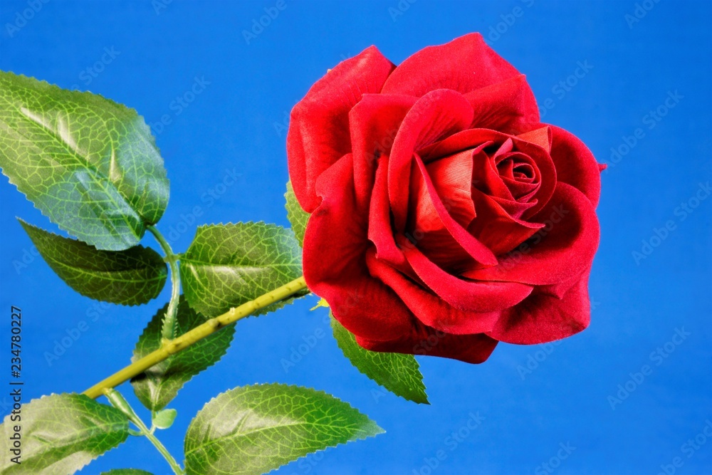 Red rose Queen of flowers on blue background. Red rose is a perfect ...