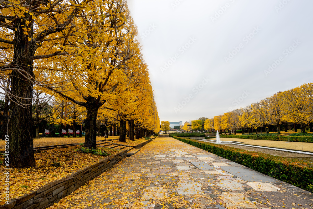 Ginkgo tree and leaves falling to the ground at Showa Kinen Park in ...