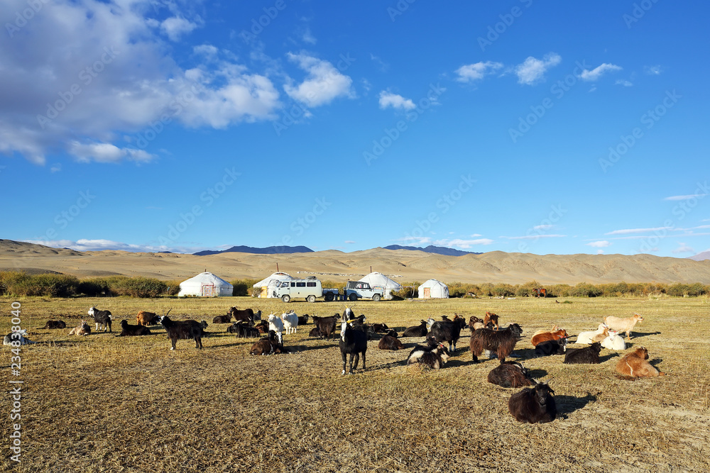 Landscape of Many goats and yurt traditional nomadic homes with russian antique van for Western ...