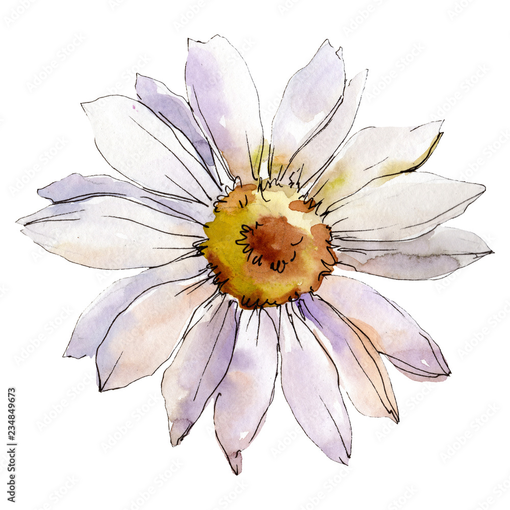 Daisy flower. Isolated daisy illustration element. Watercolor ... Daisy flower. Isolated daisy illustration element. Watercolor ...
