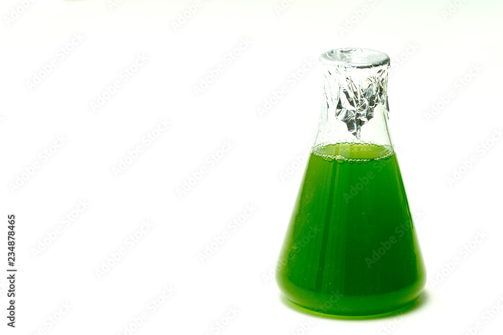 Marine plankton or Microalgae culture into Erlenmayer flask in ...
