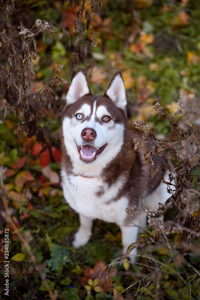 Copper And White Siberian Husky