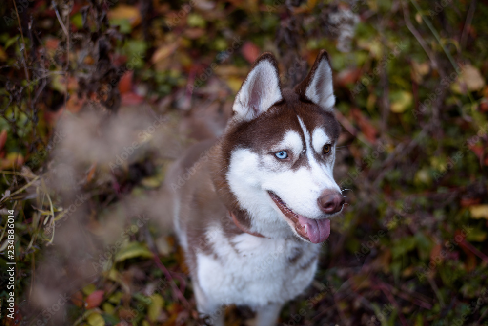 Copper And White Siberian Husky