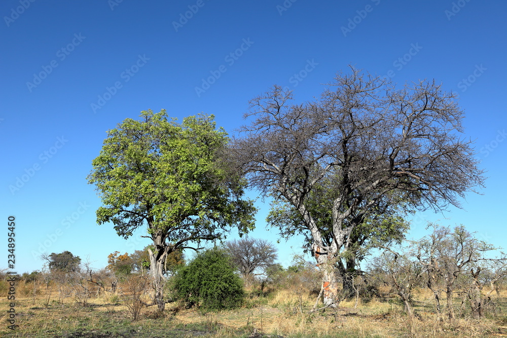 Landschaft im Okavango Delta in Namibia Stock Photo | Adobe Stock