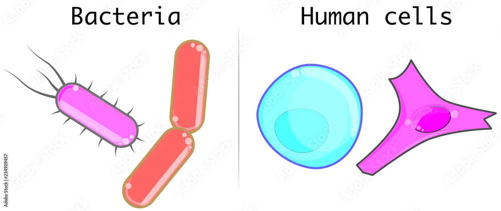 Human cells vs microbe (bacteria) Stock Vector | Adobe Stock