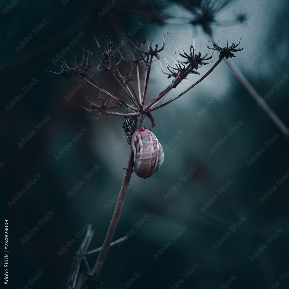 the small snail Stock Photo | Adobe Stock