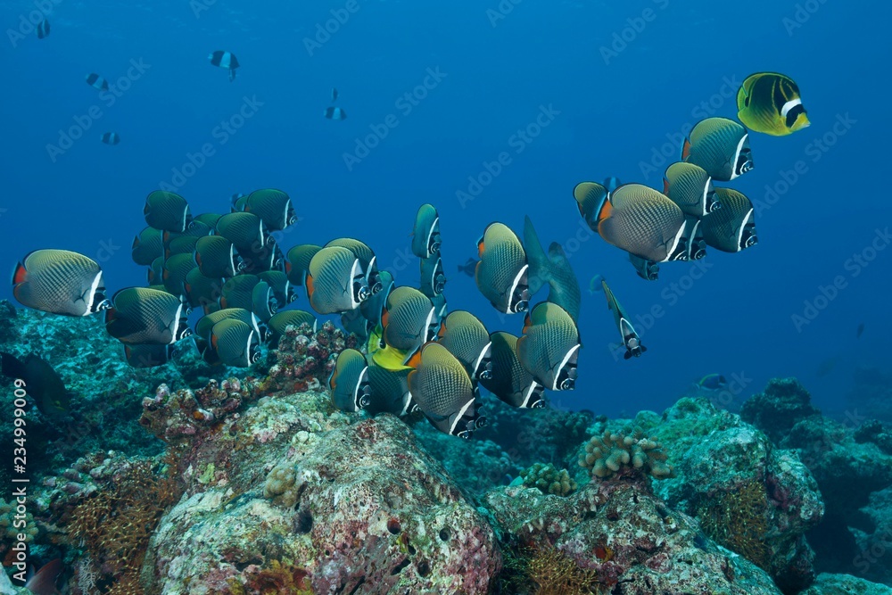 School of Pakistani butterflyfish or Redtail Butterflyfishes (Chaetodon ...