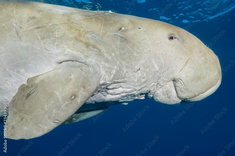 Sea Cow (Dugong dugon) swims under surface of the blue water, animal ...