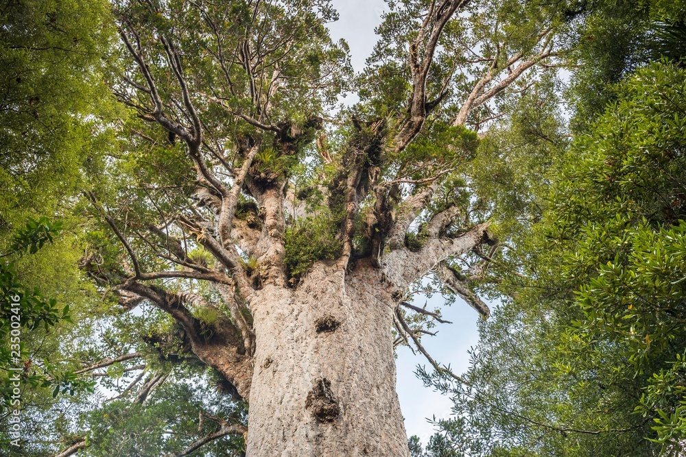 Tane mahouta, Lord of the Forest, treetop of the largest Agathis ...