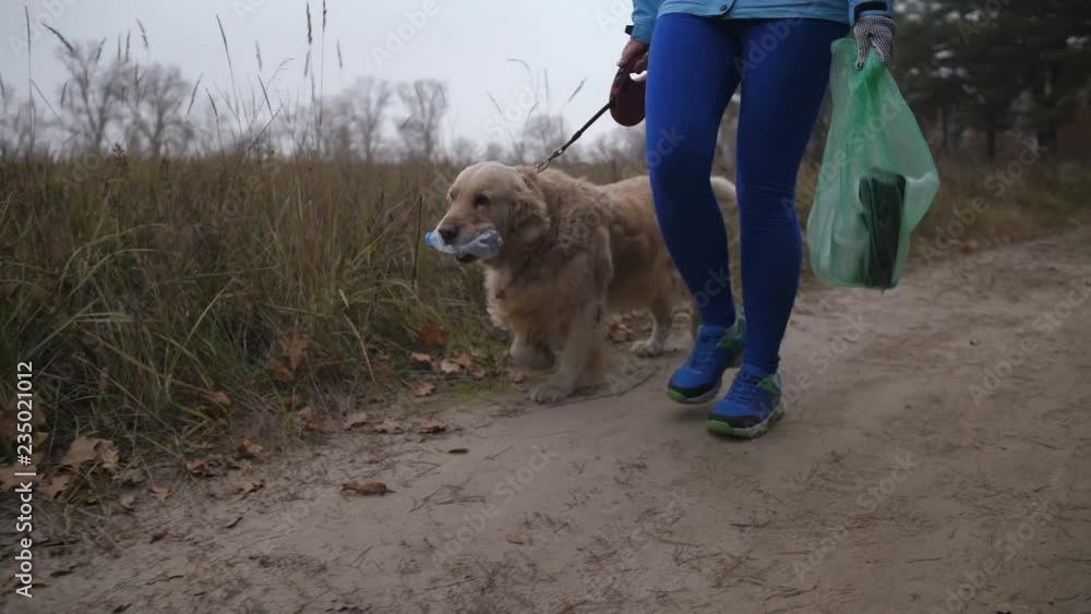 Labrador retriever carrying waste plastic bottle in jaws, taking a part ...