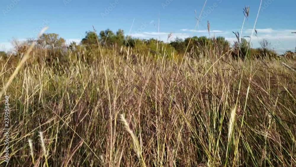Beautiful Texas landscape scenery with slow motion blowing native grass ...