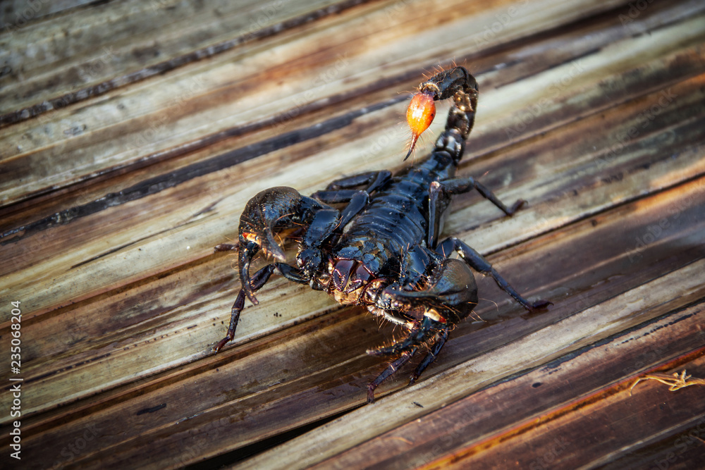 Giant Blue Scorpion