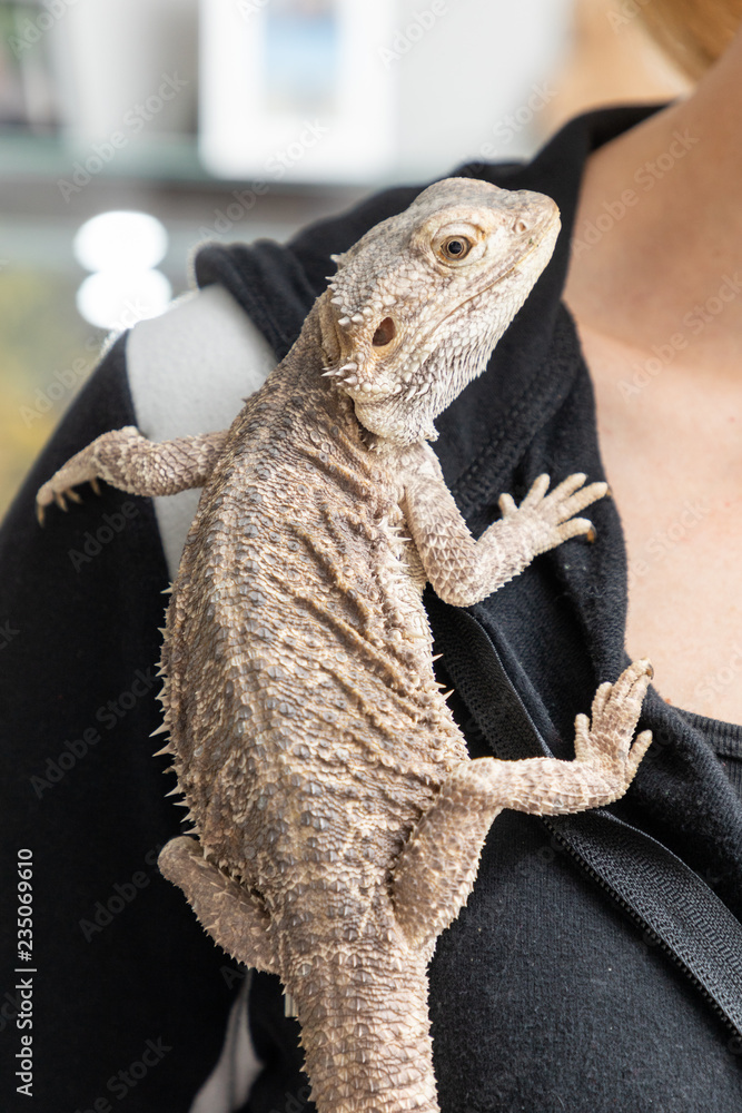 bearded dragon on the shoulder Stock Photo | Adobe Stock