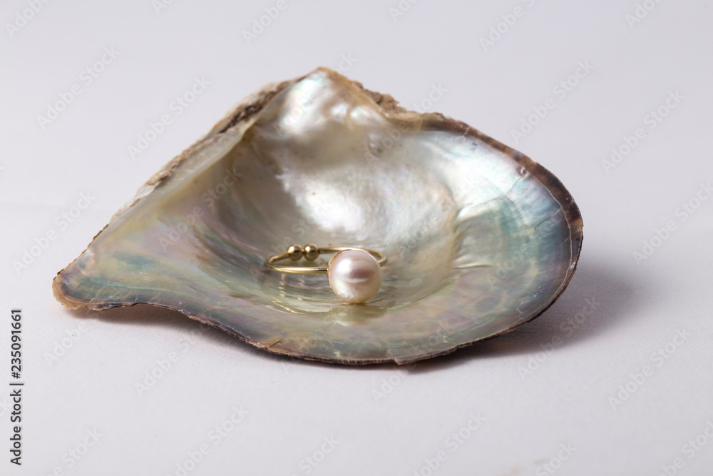 Pearl Oyster Shell