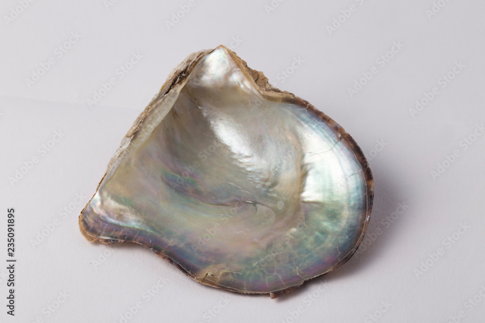 Pearl Oyster Shell
