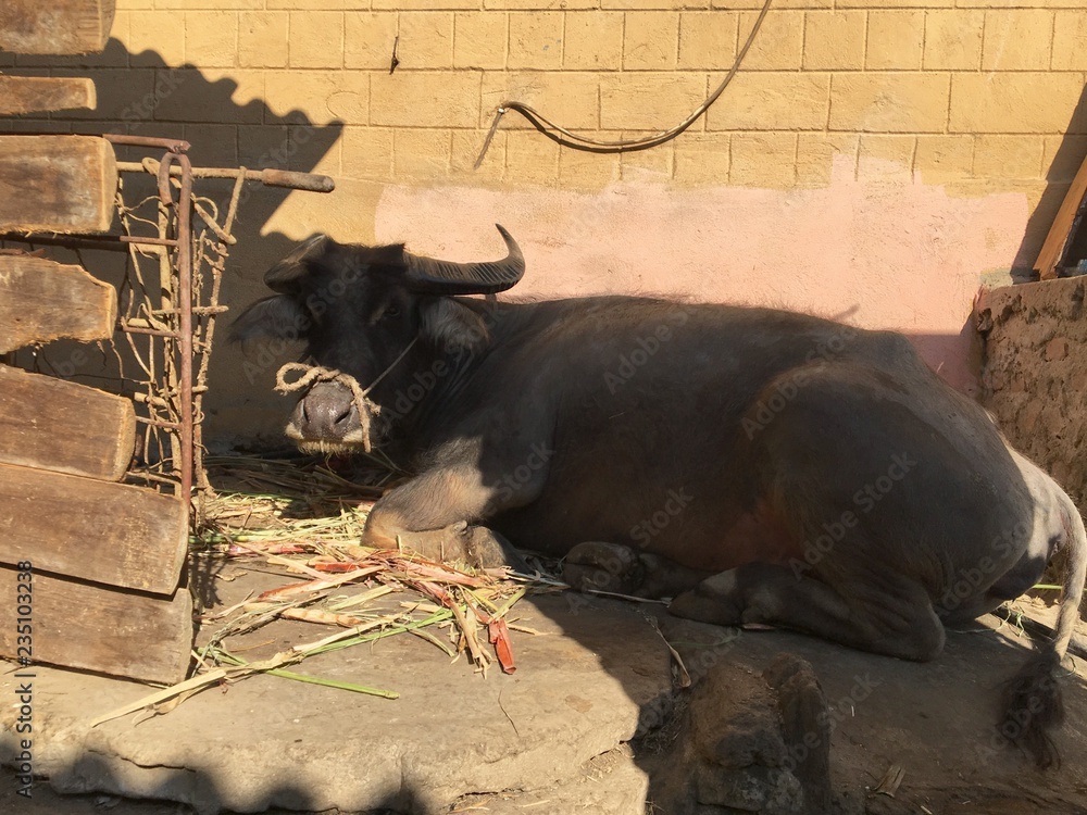 Domesticated water buffalo (Bubalus bubalis) lying in front of a ...