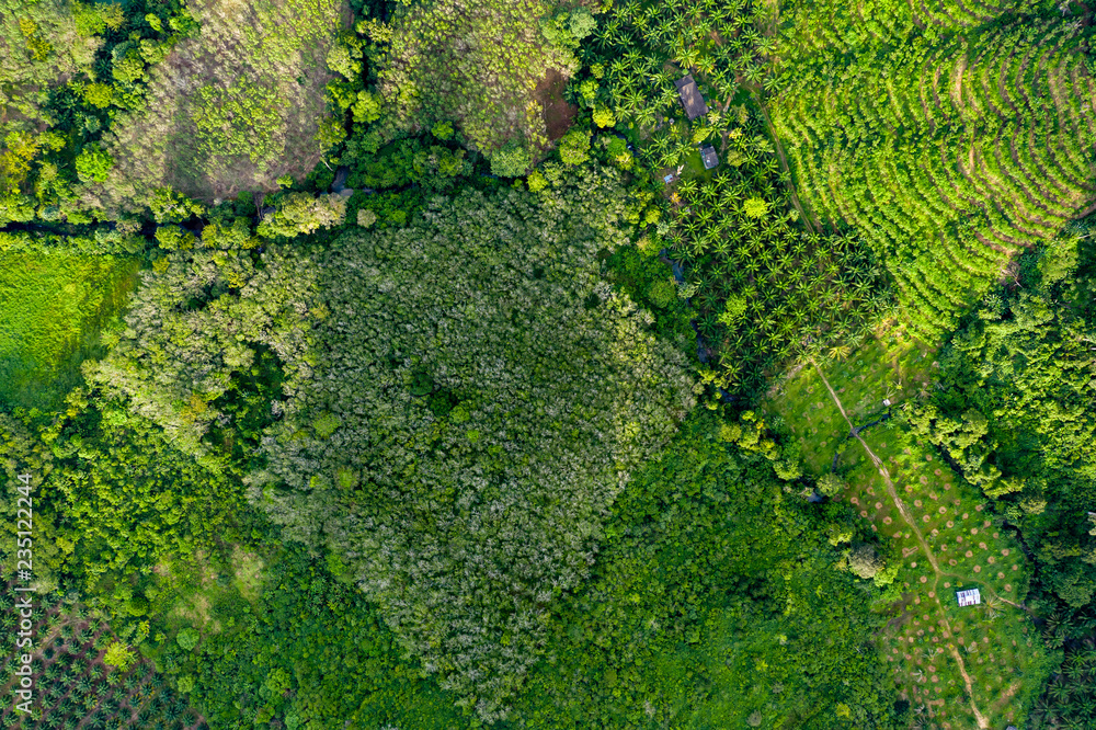 Top down aerial view of deforestation removing rainforest for palm oil ...