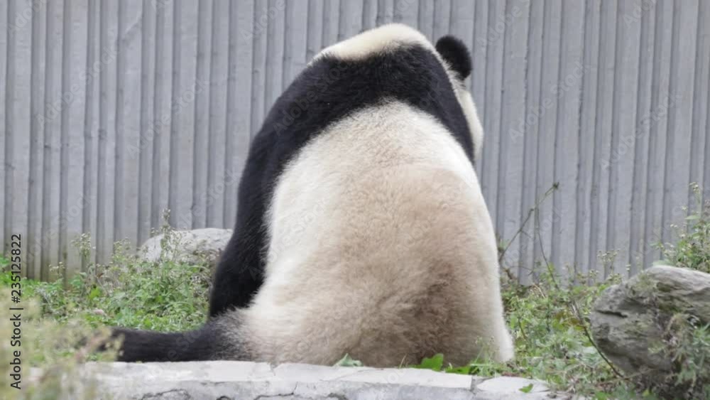 Itchy Panda is Scratching his Head with his Hind Leg , Wolong Giant ...