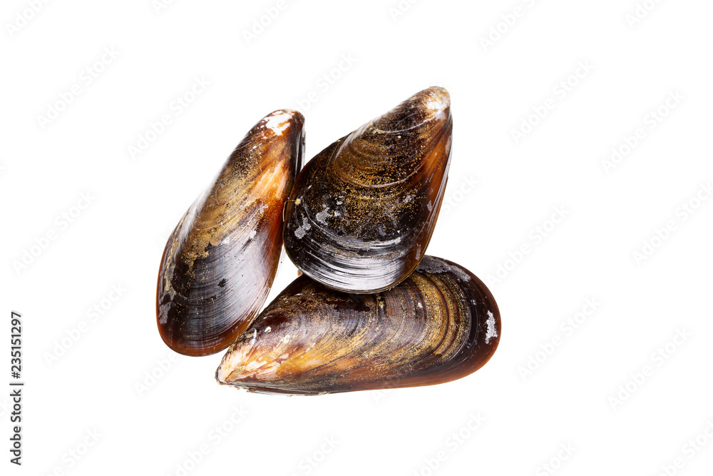 Live Mussels In Ocean