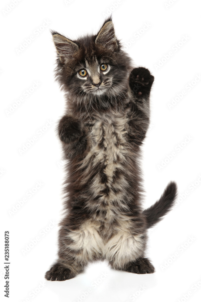 Maine Coon kitten stands behind hind legs Stock Photo | Adobe Stock